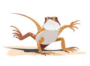 Are Lizards Faster Than Humans? What is the Speed of a Lizard ...